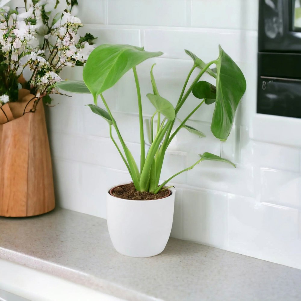 Cheese Plants | Monstera Swiss Cheese Plant | Rackhams