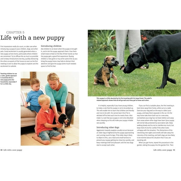 The Perfect Puppy: Take Britain's Number One Puppy | Rackhams